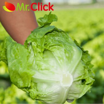 Taiwan Fresh Green Lettuce Iceberg Export Price Taiwan Organic Fresh ...