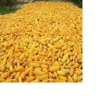 Buy Wholesale Thailand Feed Grade Yellow Corn / Yellow Maize / Yellow ...