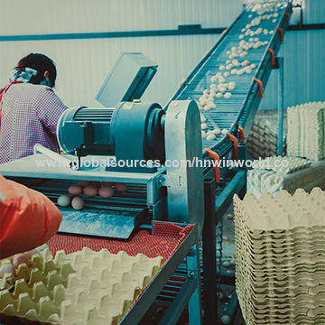 Namibia Poultry Farm H Type Chicken Cage & Laying Hen Cage with ...