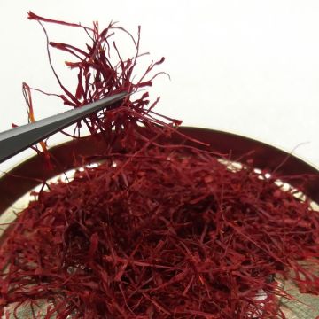 Buy Wholesale Iraq Saffron & Saffron at USD 1400. | Global Sources