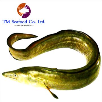 Frozen Eel Fish - Buy Bangladesh Wholesale Frozen Eel Fish Frozen ...