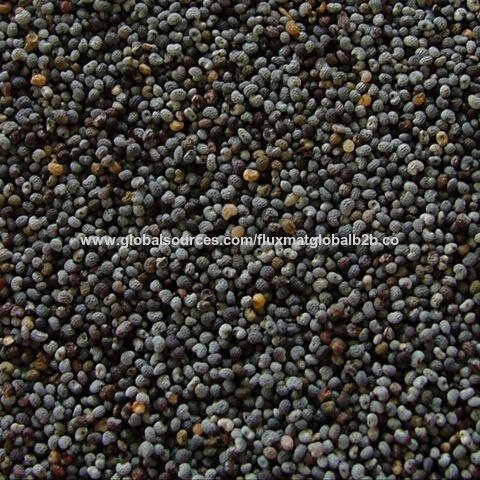 Buy Wholesale South Africa Blue Poppy Seed & Blue Poppy Seed at USD 240 ...
