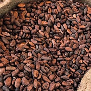 Buy Wholesale Cameroon Cocoa Beans & Organic Cocoa Beans at USD 600 ...