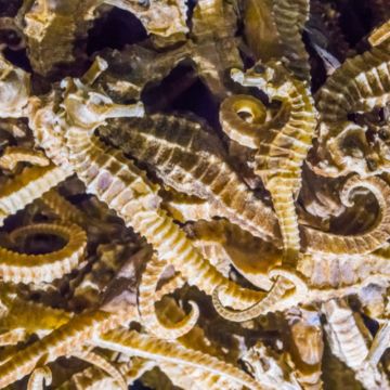 Buy Wholesale Thailand Dried Sea Horse Dried Sea Cucumber Dried Sea ...