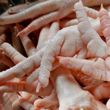 Buy Wholesale Thailand Halal Chicken Feet Frozen Chicken Paws & Halal ...