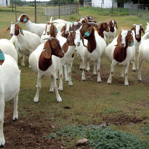 Buy Wholesale South Africa Purebred Boer Goats & Boer Goats at USD 60 ...