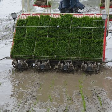 Buy Wholesale China Transplanters, Riding Type Rice Transplanter ...