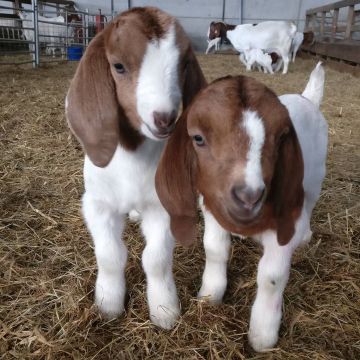 Full Blood Breeding Boer Goats Availaible - Buy United States Wholesale ...