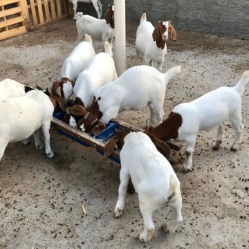 Full Blood Breeding Boer Goats Availaible $725 - Wholesale United ...