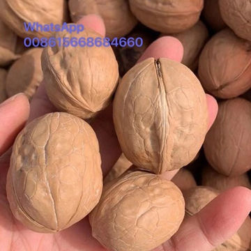Xinjiang walnuts type new 2 washed and unwashed good quality on sale ...