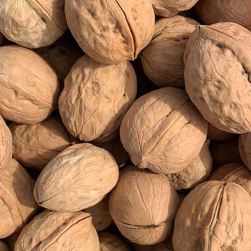 Buy Wholesale China Wholesale Xinjiang Walnuts Good Quality & Walnut at ...