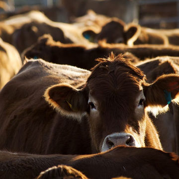 Scientific Breeding Alkalescent Lick Block, Keeping Livestock Health ...
