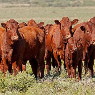 LIVE Cattle for sale!!! Best QUALITY Bonsmara,Brahman & SA Holstein ...