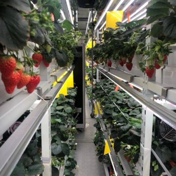 Buy Wholesale Netherlands Grow Container Systems Gcs 40hq - Strawberry ...