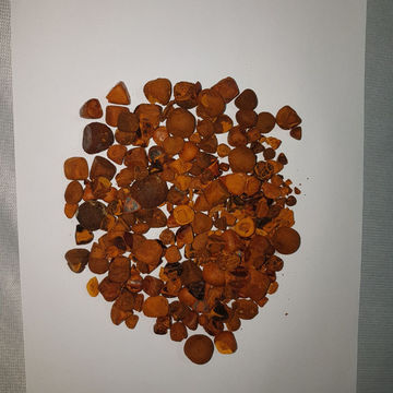 Netherlands Natural Dried Ox Cow Cattle Bile Gallstones on Global ...