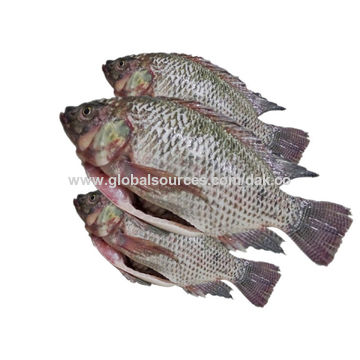 United States Tilapia Fish on Global Sources,Sardine fish,Indian ...