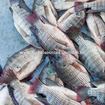 Frozen Seafood Pangasius Fish For Sale, Sardine fish Indian Mackerel ...