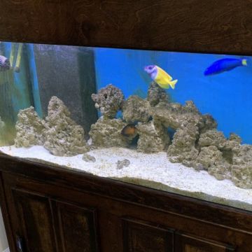 Buy Wholesale United States 55 Gal Complete Aquarium - Stand Canopy ...