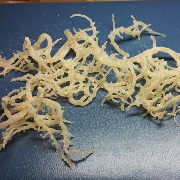 Buy Wholesale Vietnam Dried Eucheuma Cottonii Seaweed, Golden Irisk ...