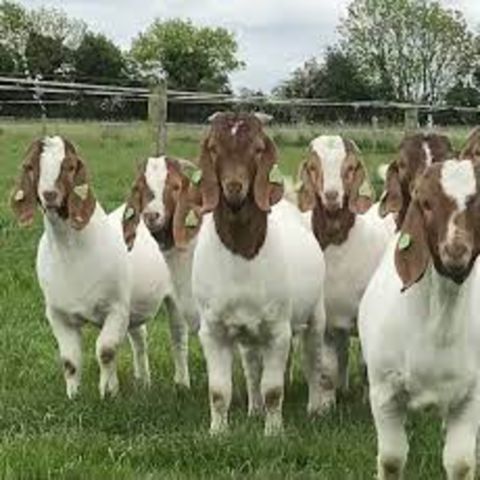 Texmaster Goats For Sale - Explore United States Wholesale Texmaster ...