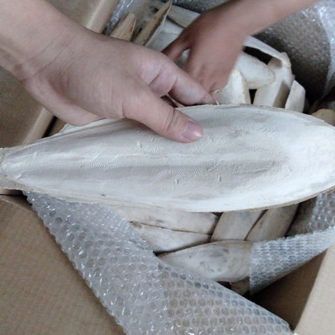 Canada Bulk Cuttle Fish Bone- Cuttlebone Clean For Sale on Global ...
