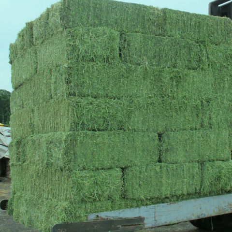 Buy Wholesale Thailand Best Grade Mix Hay / Hay For Animal Feed Cheap ...