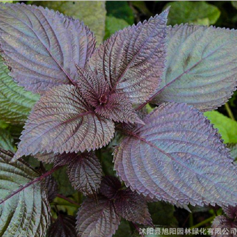 China Perilla seed seedlings potted edible Perilla leaf seeds planted ...