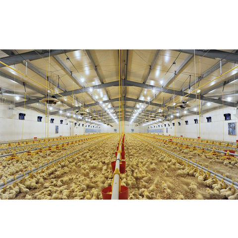 Commercial free range poultry housing, chicken farming free-range ...