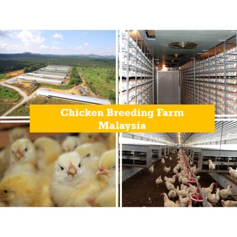 Buy Wholesale Cambodia Whole Farm Chicken & Whole Chicken Halal Al ...