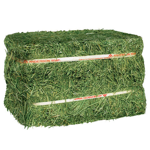 Buy Wholesale Canada Premium Quality Alfalfa Hay & Alfalfa Hay at USD ...