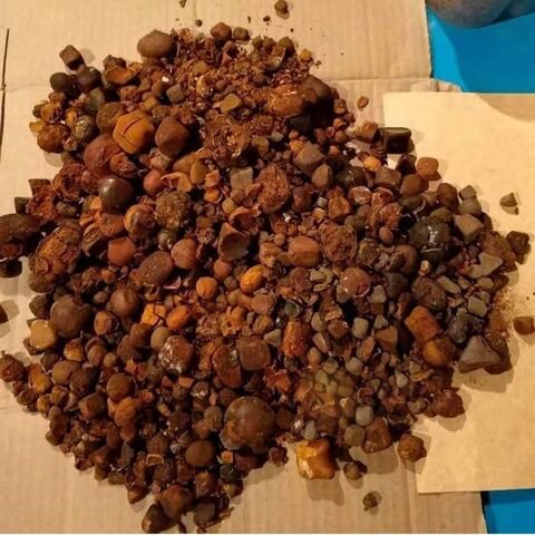 Buy Wholesale Canada Cow Gall Stones / Ox Gallstones & Ox Gall Stones ...
