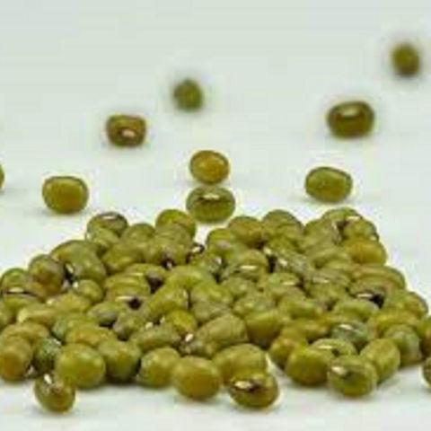 Canada Inner Mongolia Origin Green Mung Beans High Sprouting Grade on ...