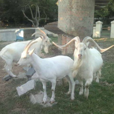 Canada Live Pure Breed Boer Goat on Global Sources,Live Pure Breed Boer ...