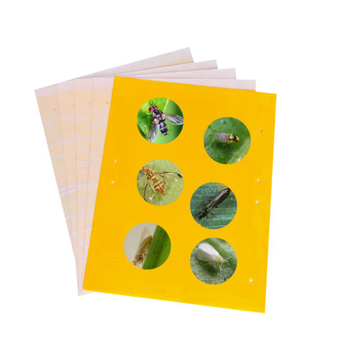Buy Wholesale China Factory Wholesale Sticky Fly Trap Pp Material ...