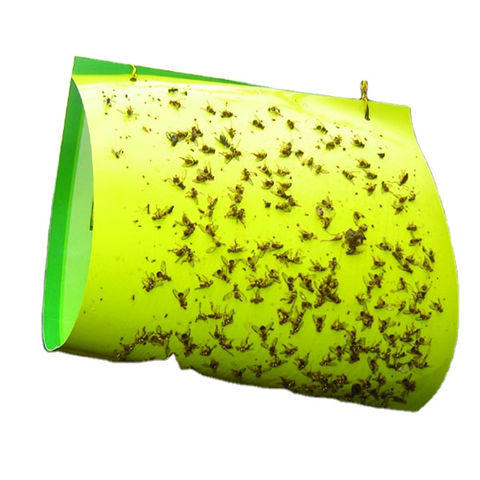 China Strong Flies Traps Bugs Sticky Board Catching Aphid Insects ...