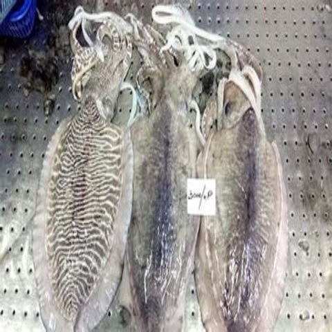 CUTTLEFISH WHOLE ROUND, Food & Beverage Seafood Cuttlefish - Buy Canada ...