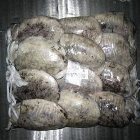 Top quality frozen Cuttlefish whole block frozen from India frozen ...