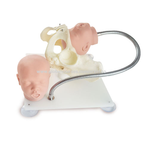 Buy Wholesale China Female Pelvis With Fetal Head Model & Female Model ...