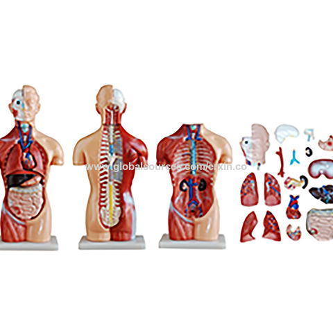 Buy Wholesale China 18 Pieces Of 42cm Asexual Torso Models & Training ...