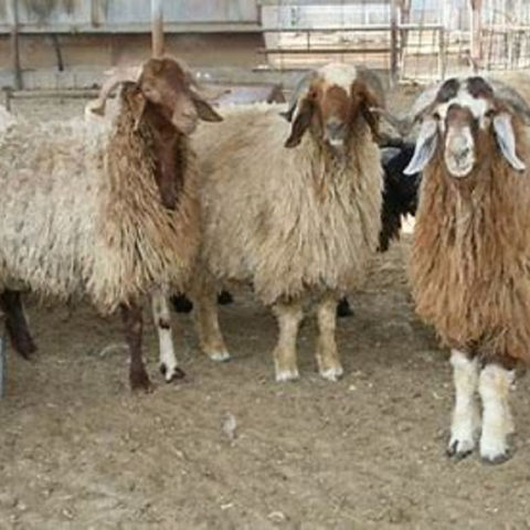 Buy Wholesale Canada Awassi Sheep & Awassi Sheep at USD 40 | Global Sources