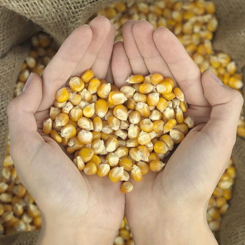Buy Wholesale Canada Top Quality Dried Yellow Corn - Maize Dry For Animal Feed & Corn For Animal ...