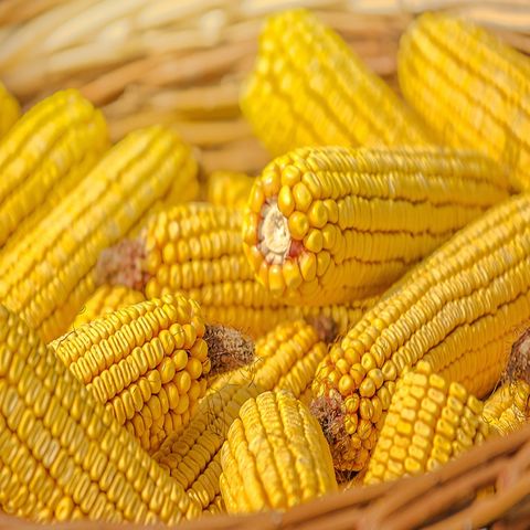 Buy Wholesale United States Yellow Corn For Animal Feed & Corn Dried ...