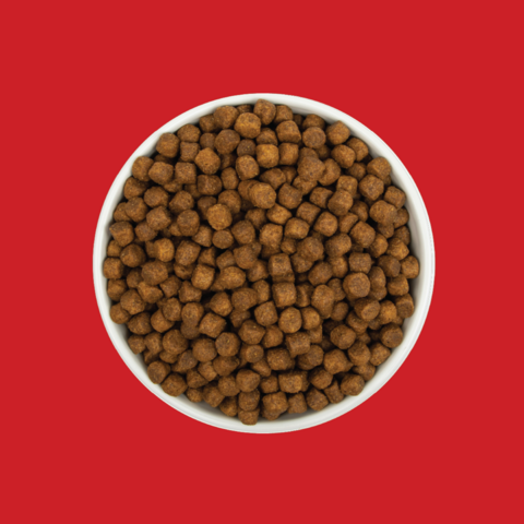 Buy Wholesale Belgium Pet Foods Starter Pet Foods & Pet Foods Starter ...