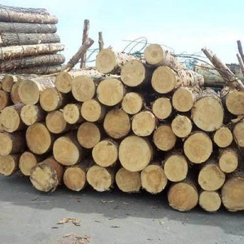 PINE Wood logs Birch Wood Logs Spruce Wood Logs, Timber Logs online for ...