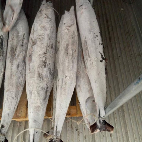 Buy Wholesale United Kingdom IQF Sea frozen Wahoo Fish HGT & Frozen ...