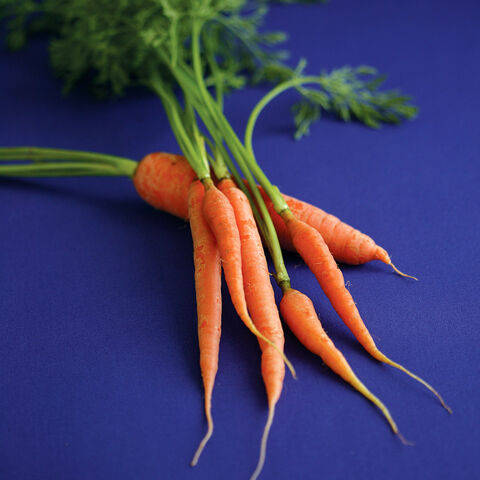 Buy Wholesale Belgium Fresh Baby Carrots & Fresh Carrots at USD 250 ...
