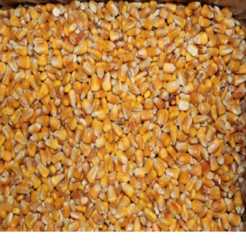 Non-GMO Yellow Corn & White Corn/Maize for Human & Animal Feed, Yellow Corn/ yellow corn for ...