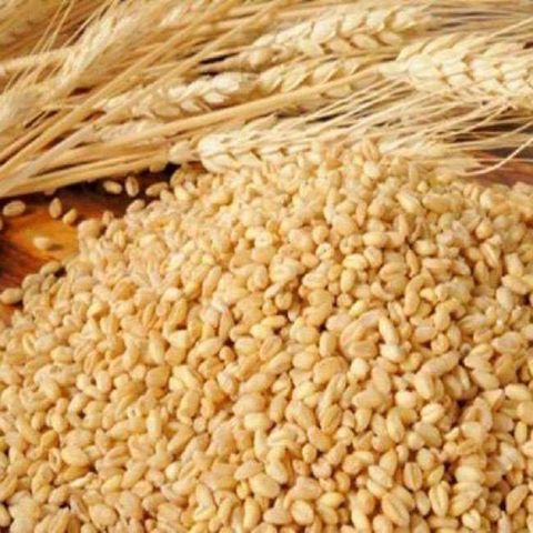 Buy Wholesale United States Quality Wheat Grain / Natural Whole Wheat ...
