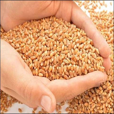 100% Organic Quality Wheat Grain, Yellow corn Mustard Seeds Flax Seeds ...