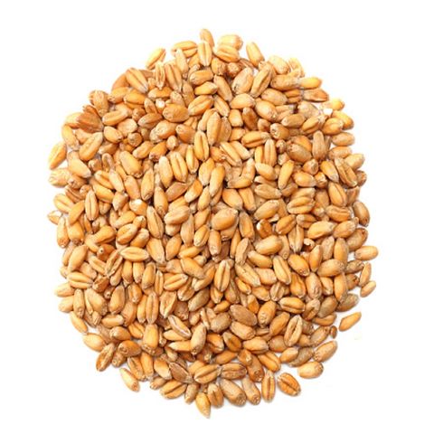 Wheat Grain for sale export quality, Yellow corn Mustard Seeds Flax ...